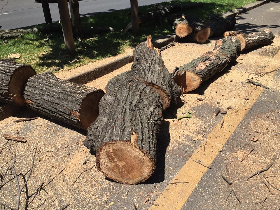 Firea dă înapoi în scandalul copacilor tăiați: ”S-au tăiat doar arbori ...