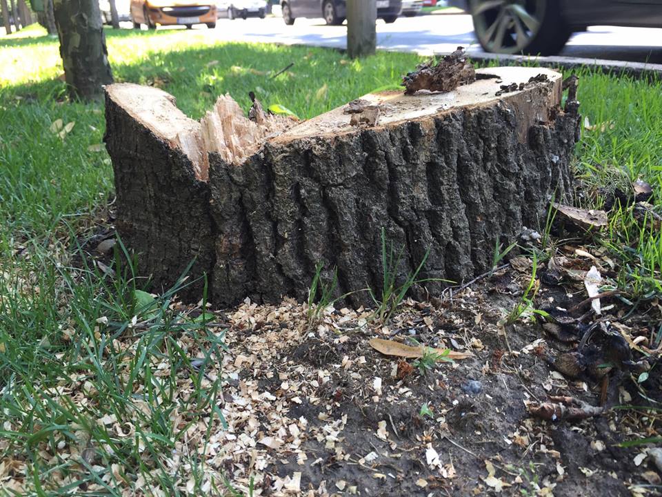 Firea dă înapoi în scandalul copacilor tăiați: ”S-au tăiat doar arbori ...